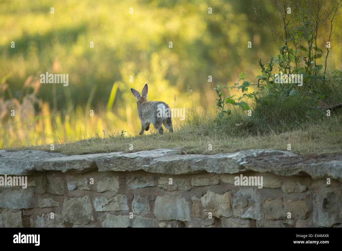 Rabbit Rear View High Resolution Stock Photography and Images - Alamy