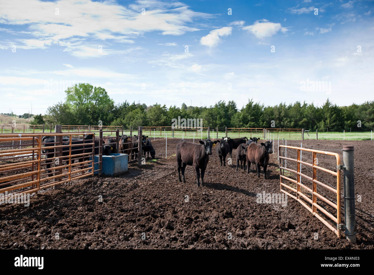 Nebraska animals hi-res stock photography and images - Alamy