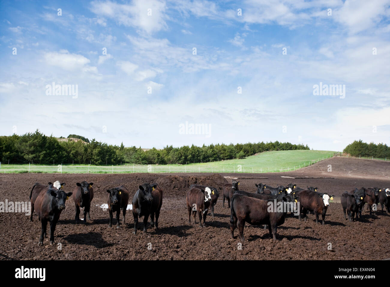 Beef farm, Nebraska, USA Stock Photo - Alamy