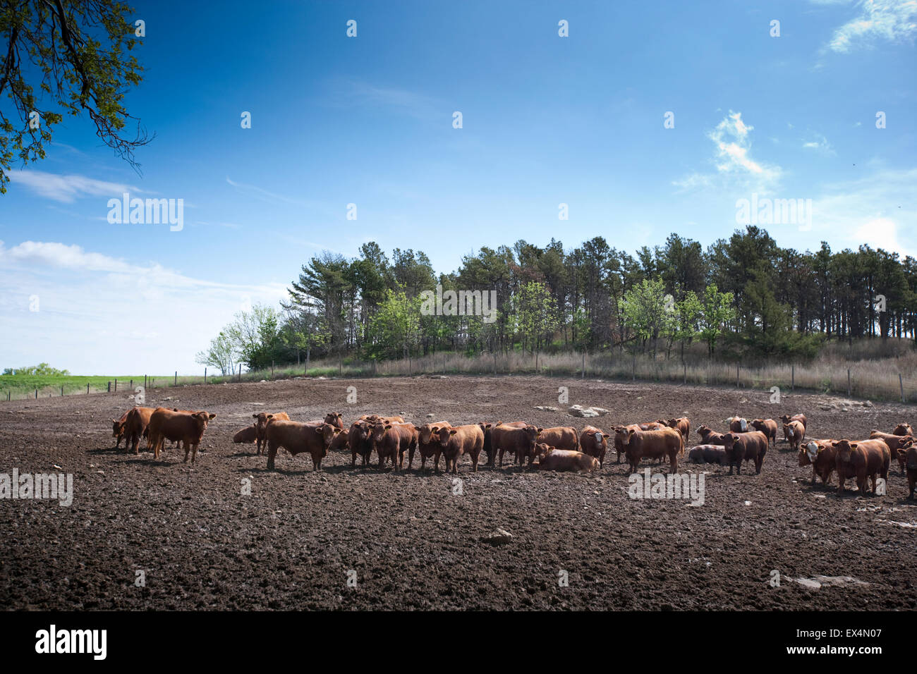 Nebraska ranch cattle hi-res stock photography and images - Alamy