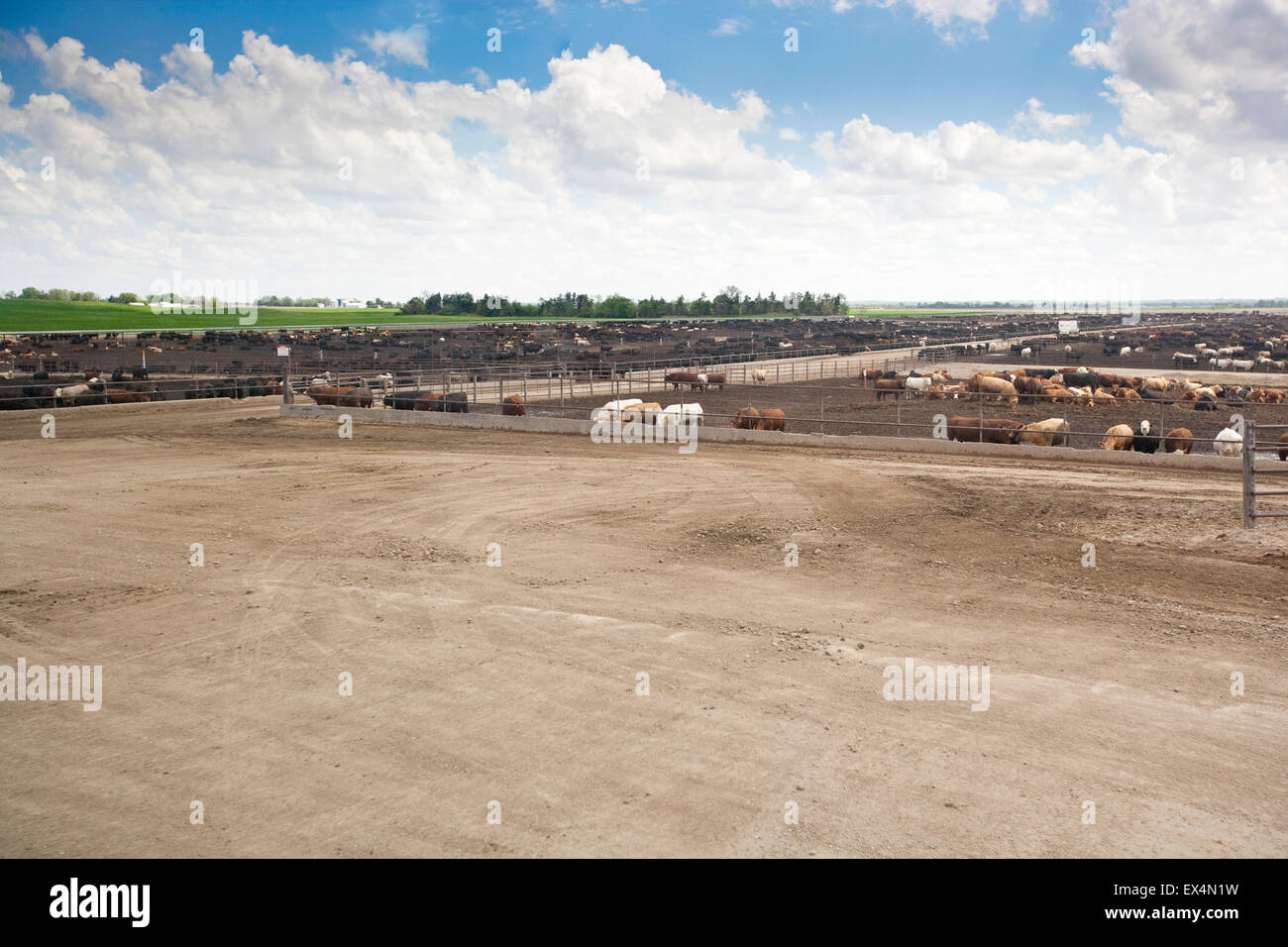 Cattle feedlot america hi-res stock photography and images - Alamy