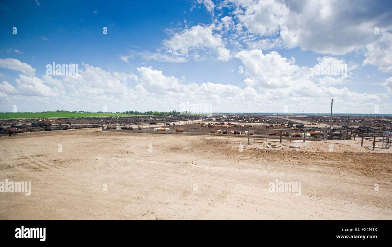 Cattle feedlot america hi-res stock photography and images - Alamy