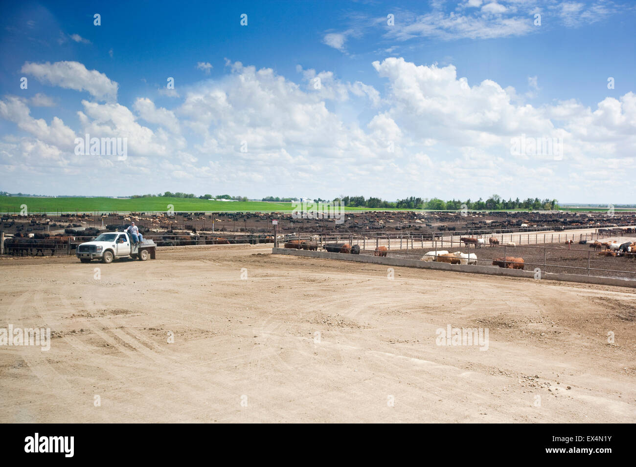 Beef cattle feedlot hi-res stock photography and images - Alamy