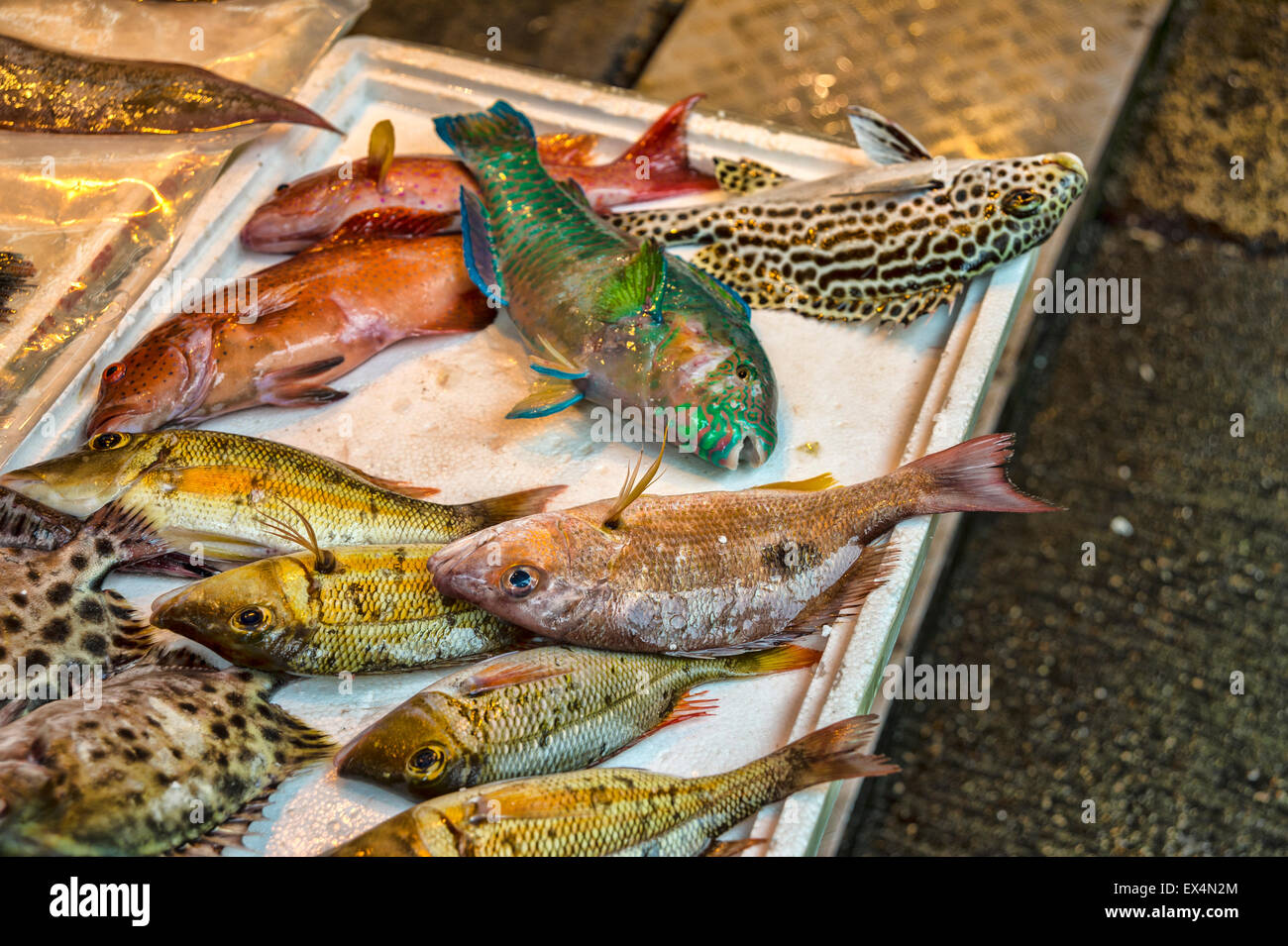 Close up of colourful fish at fish market in Hong-Kong Stock Photo - Alamy
