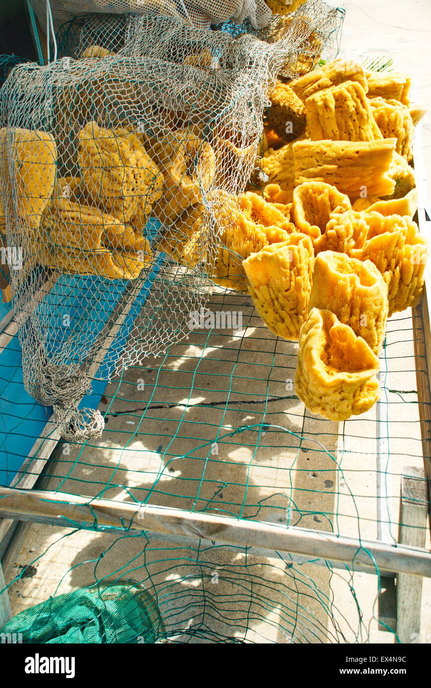 Sponge from the sea hi-res stock photography and images - Alamy