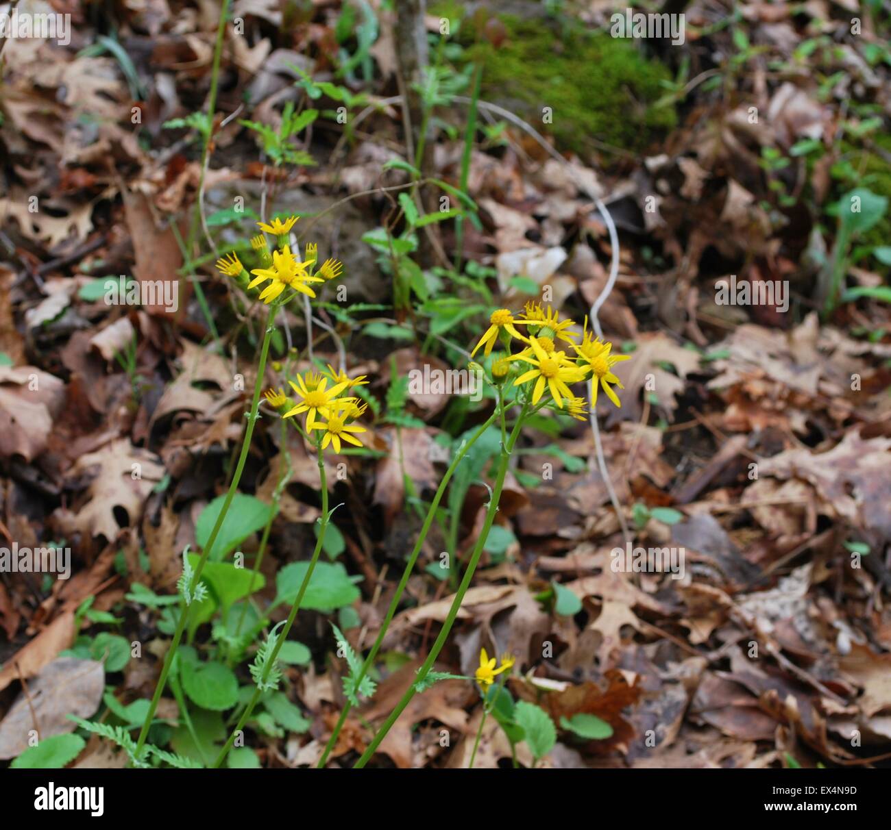 Yellow flowers rising above the dense forest floor Stock Photo - Alamy