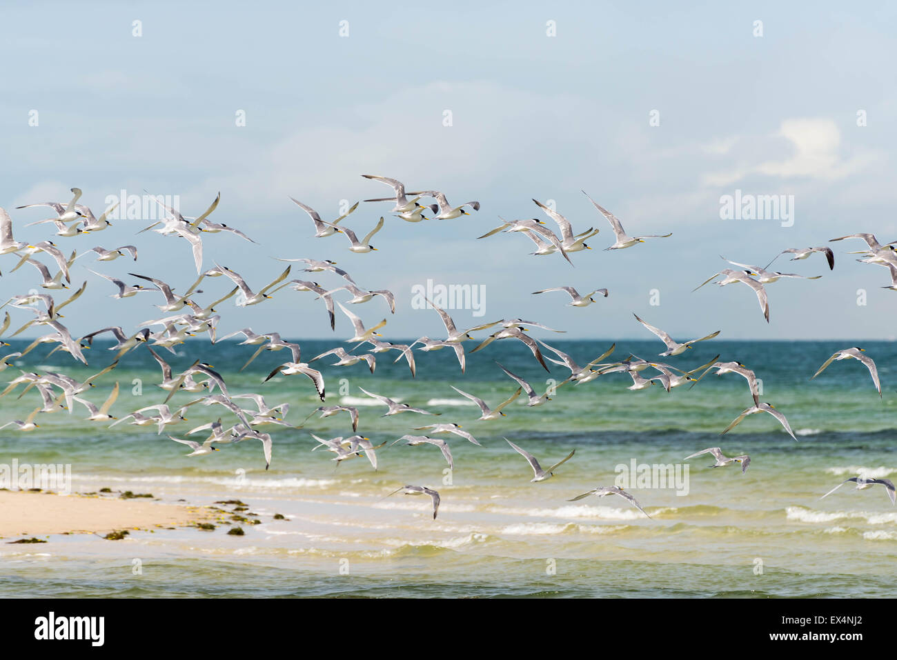 sea birds, caspian tern, flying over the ocean Stock Photo - Alamy