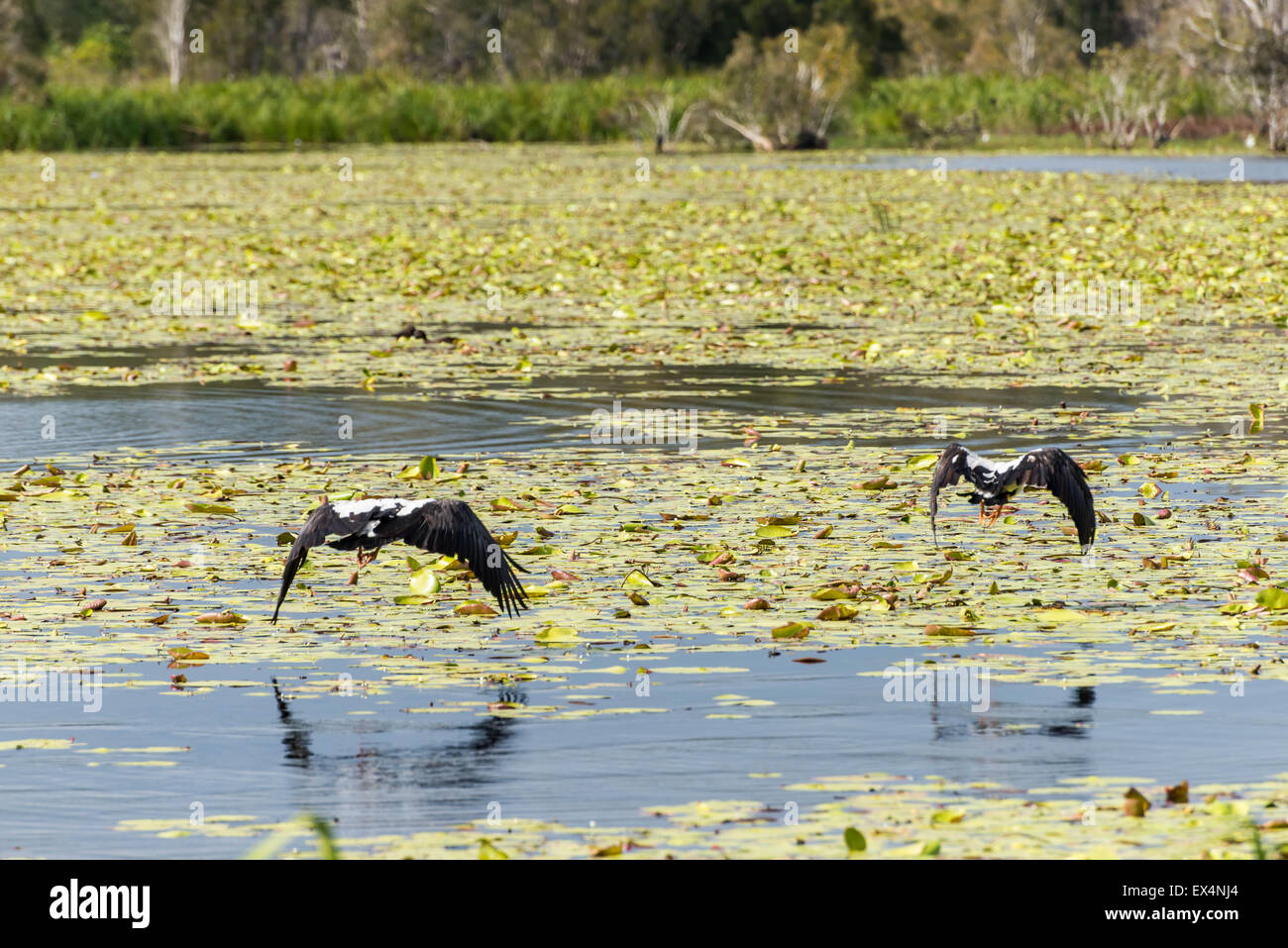 Magpie spread wings hi-res stock photography and images - Alamy