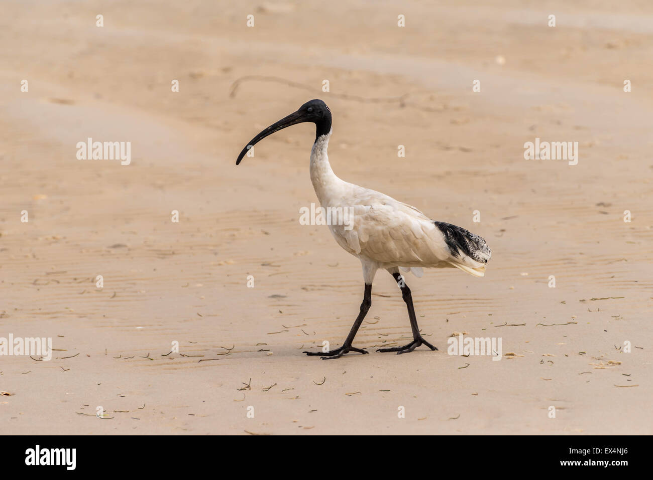 Ibis water hi-res stock photography and images - Alamy