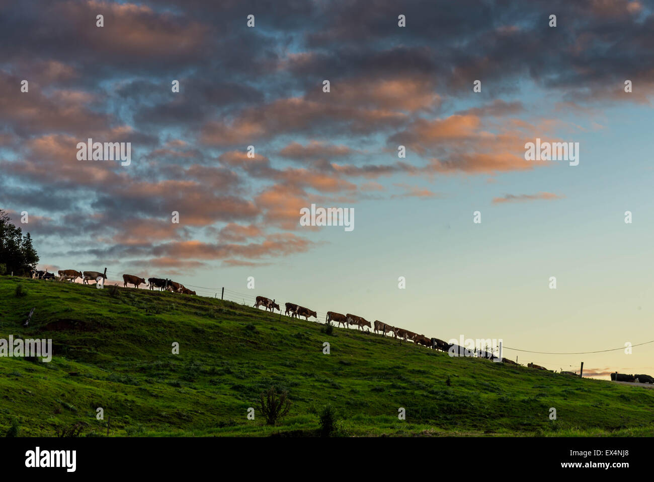 Paddock fence hi-res stock photography and images - Alamy