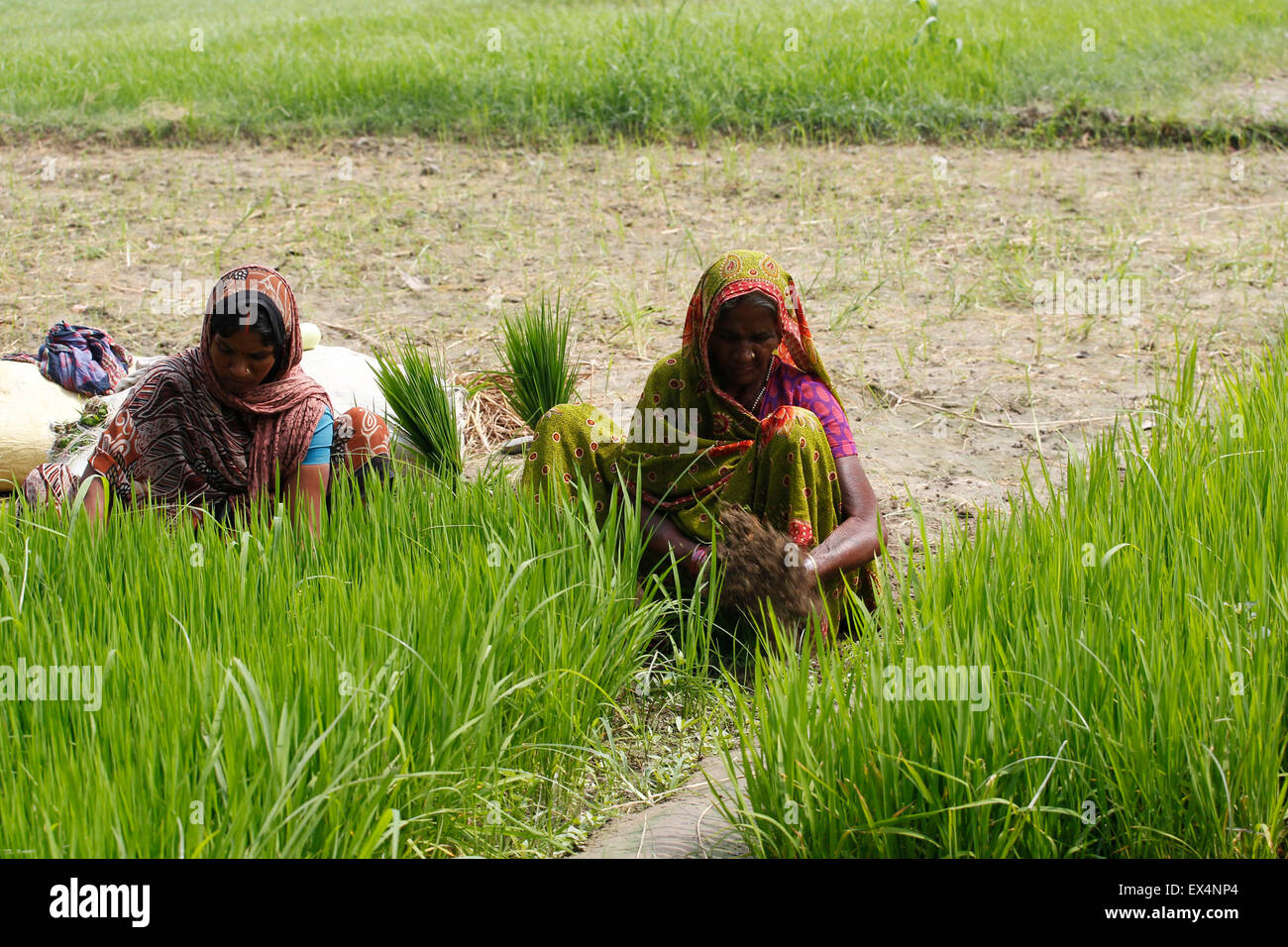 Rice processing in india hi-res stock photography and images - Alamy