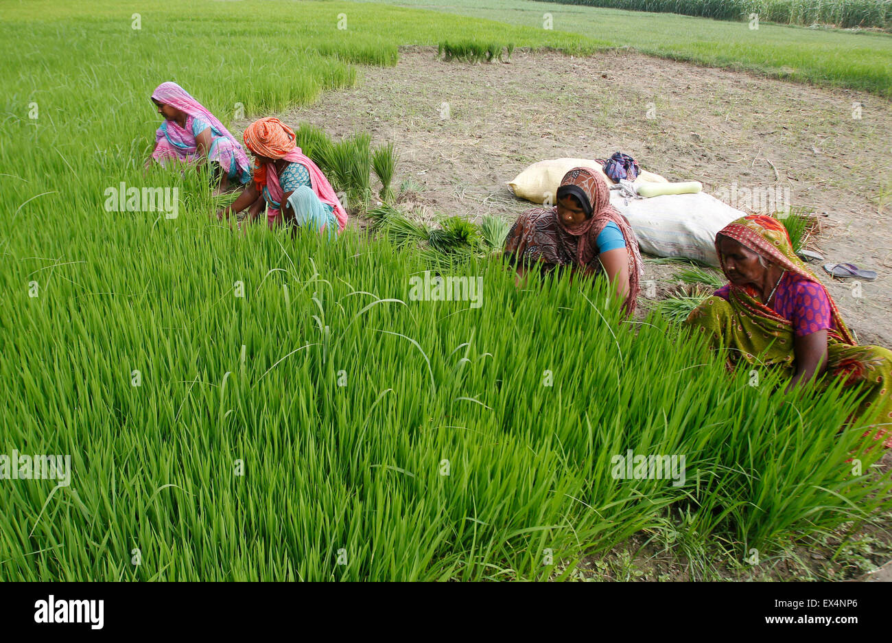 Rice processing in india hi-res stock photography and images - Alamy