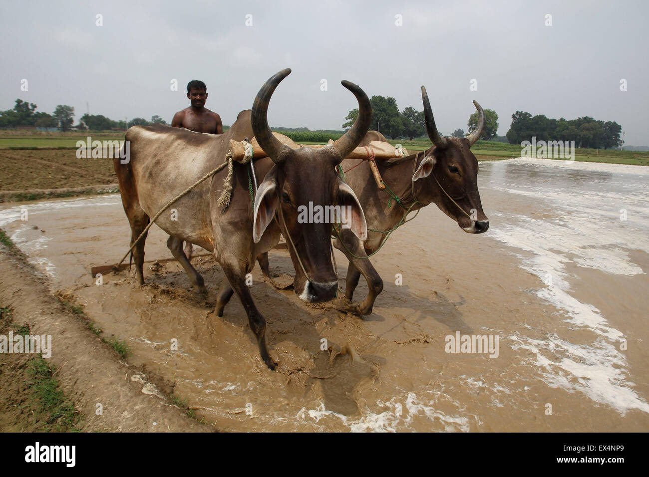 Rice processing in india hi-res stock photography and images - Alamy