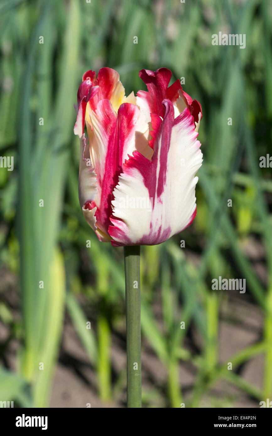 Beautiful Dutch colorful tulip Stock Photo - Alamy