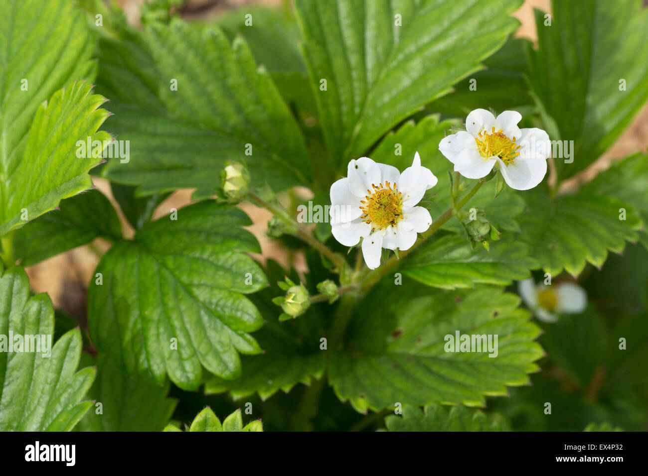 Beautiful blooming bush of strawberries Stock Photo - Alamy