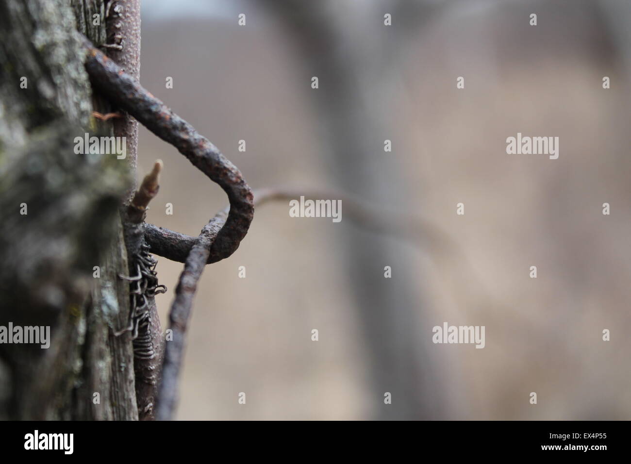 Wire vine hi-res stock photography and images - Alamy