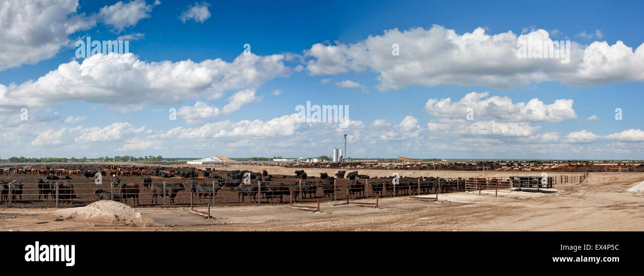 Cattle feedlot america hi-res stock photography and images - Alamy