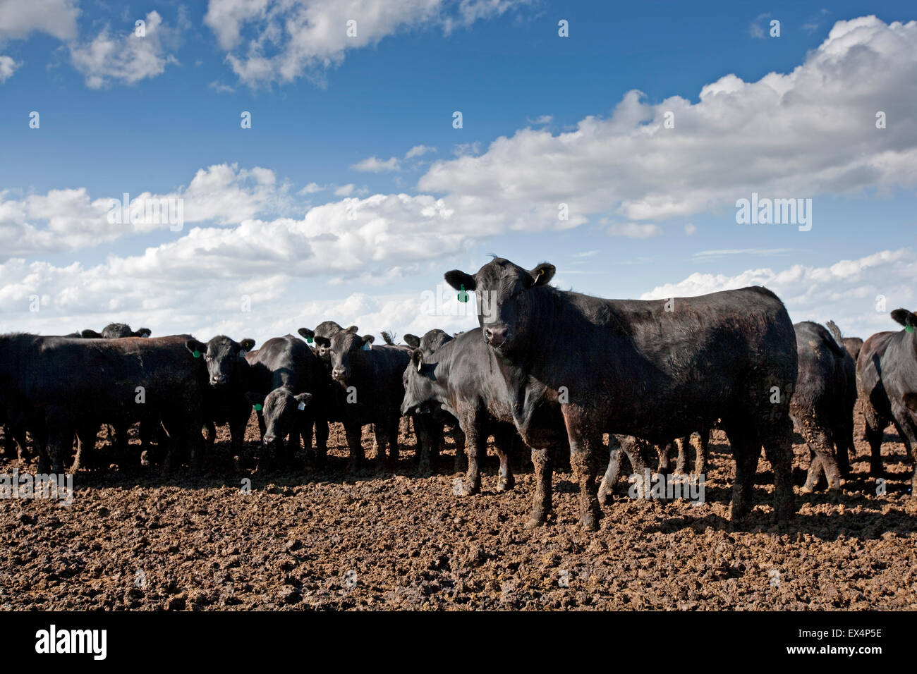 Beef Feedyard near North Platt, Nebraska, USA Stock Photo - Alamy