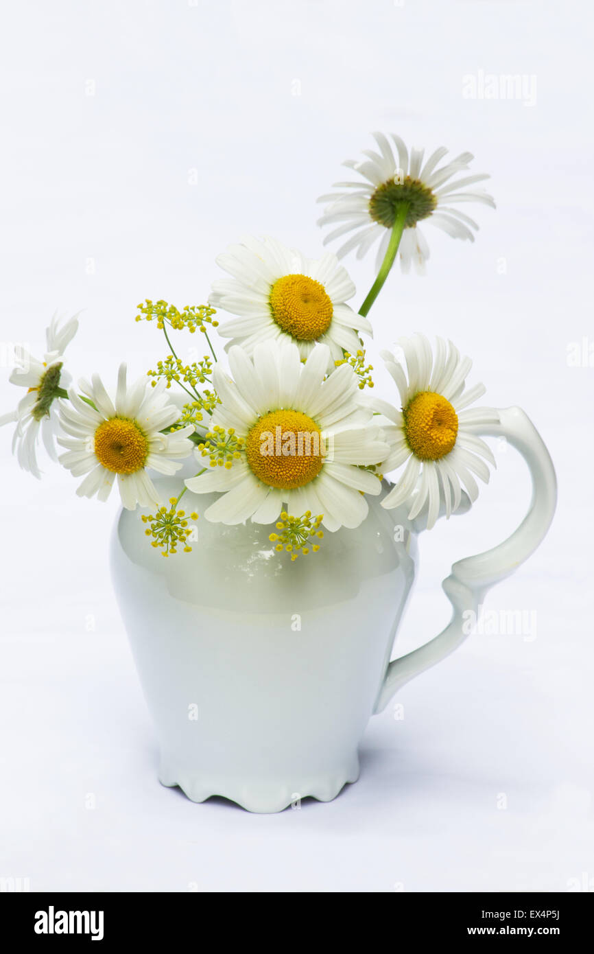 White pitcher flowers hi-res stock photography and images - Alamy