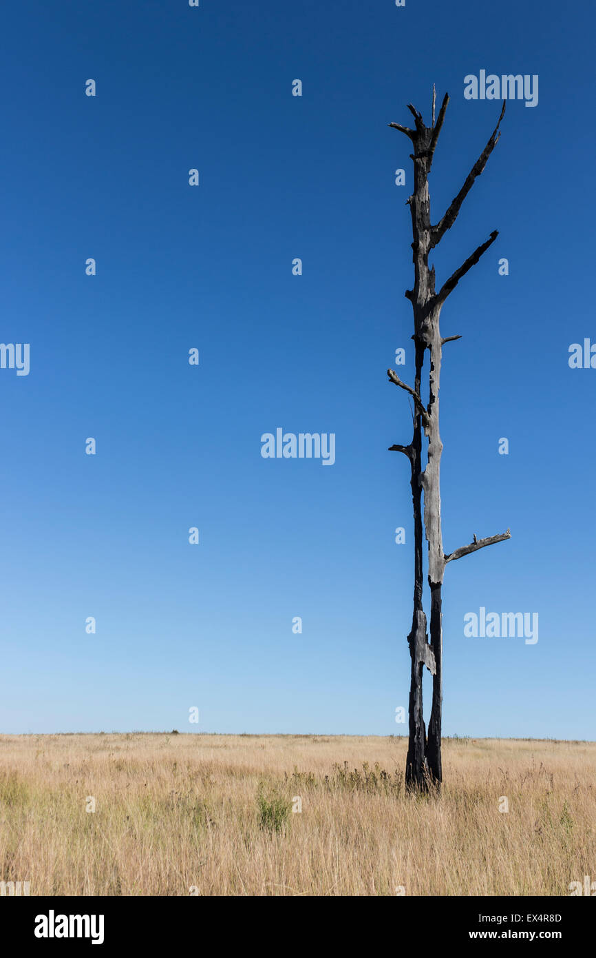 Burnt tree branches hi-res stock photography and images - Alamy