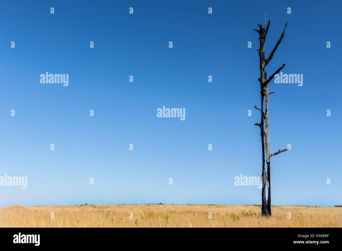 Dead burnt tree in open field Stock Photo - Alamy