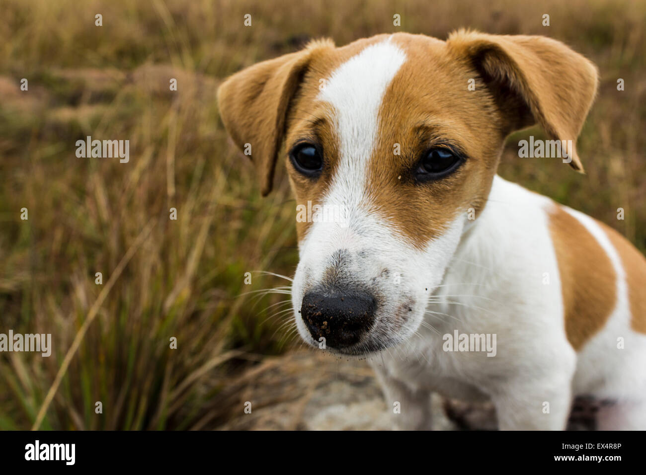 Jack russell in a field hi-res stock photography and images - Alamy