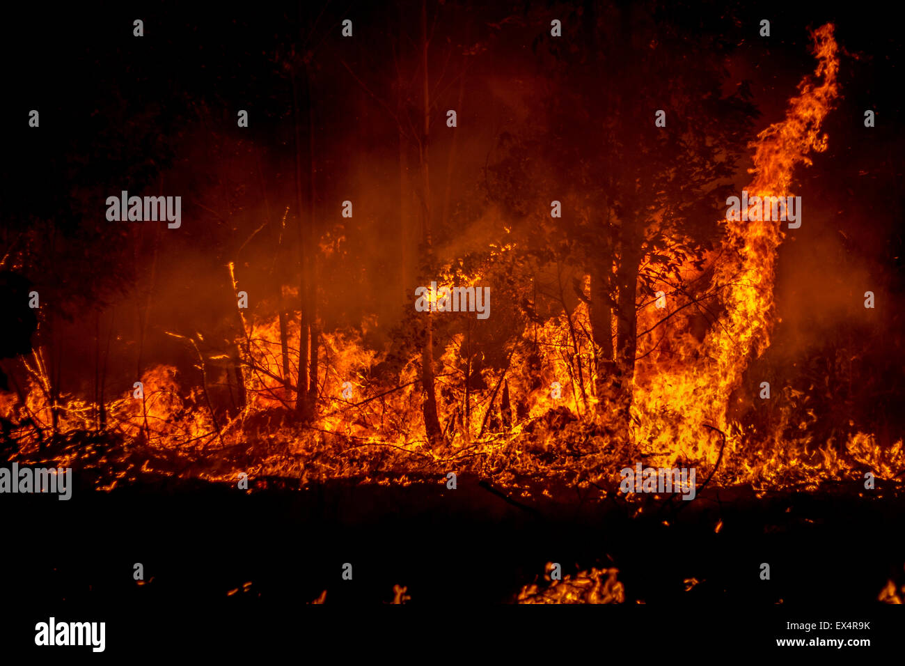 Woods on fire during the night Stock Photo - Alamy