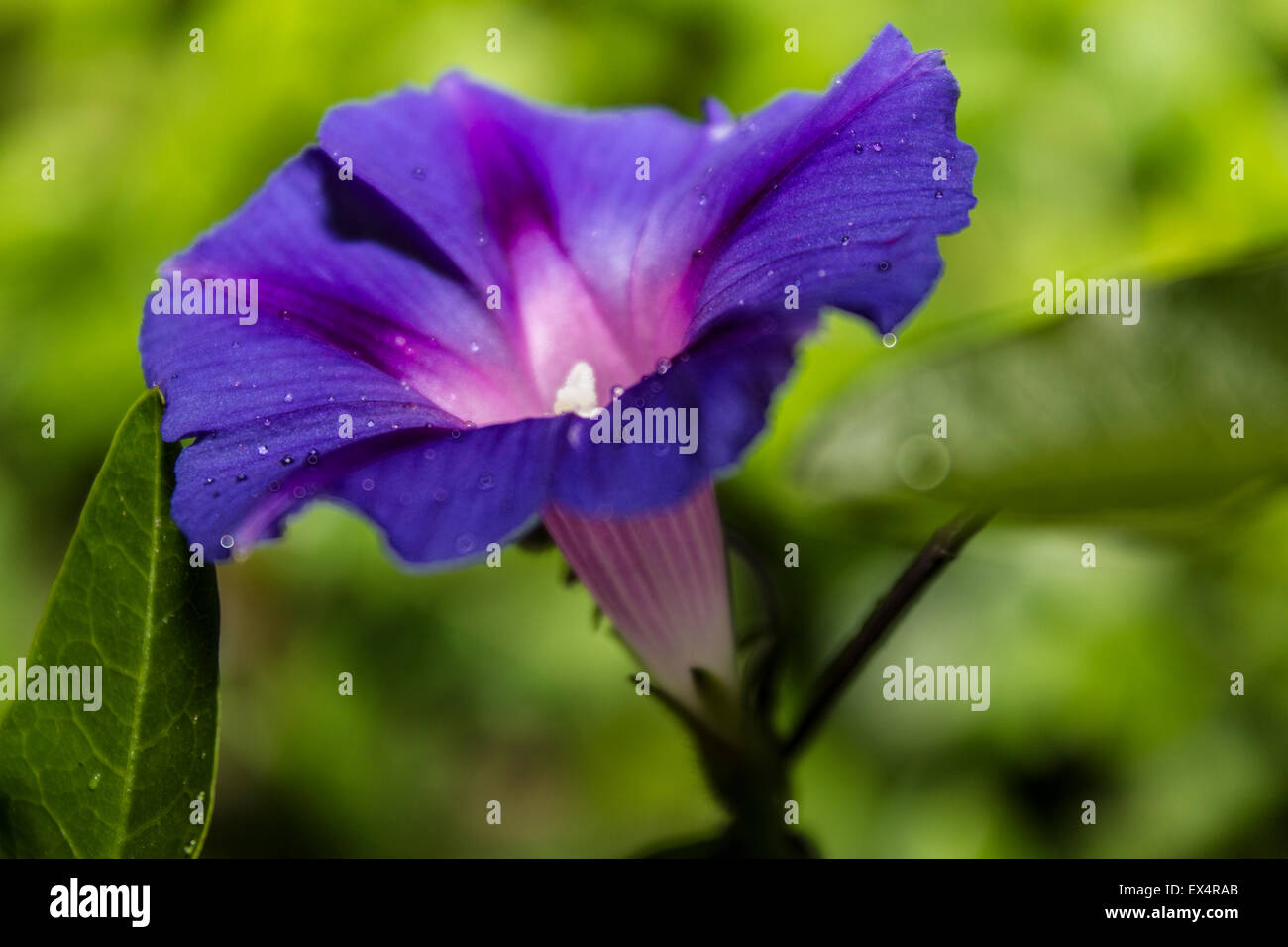 Purple geranium hi-res stock photography and images - Alamy