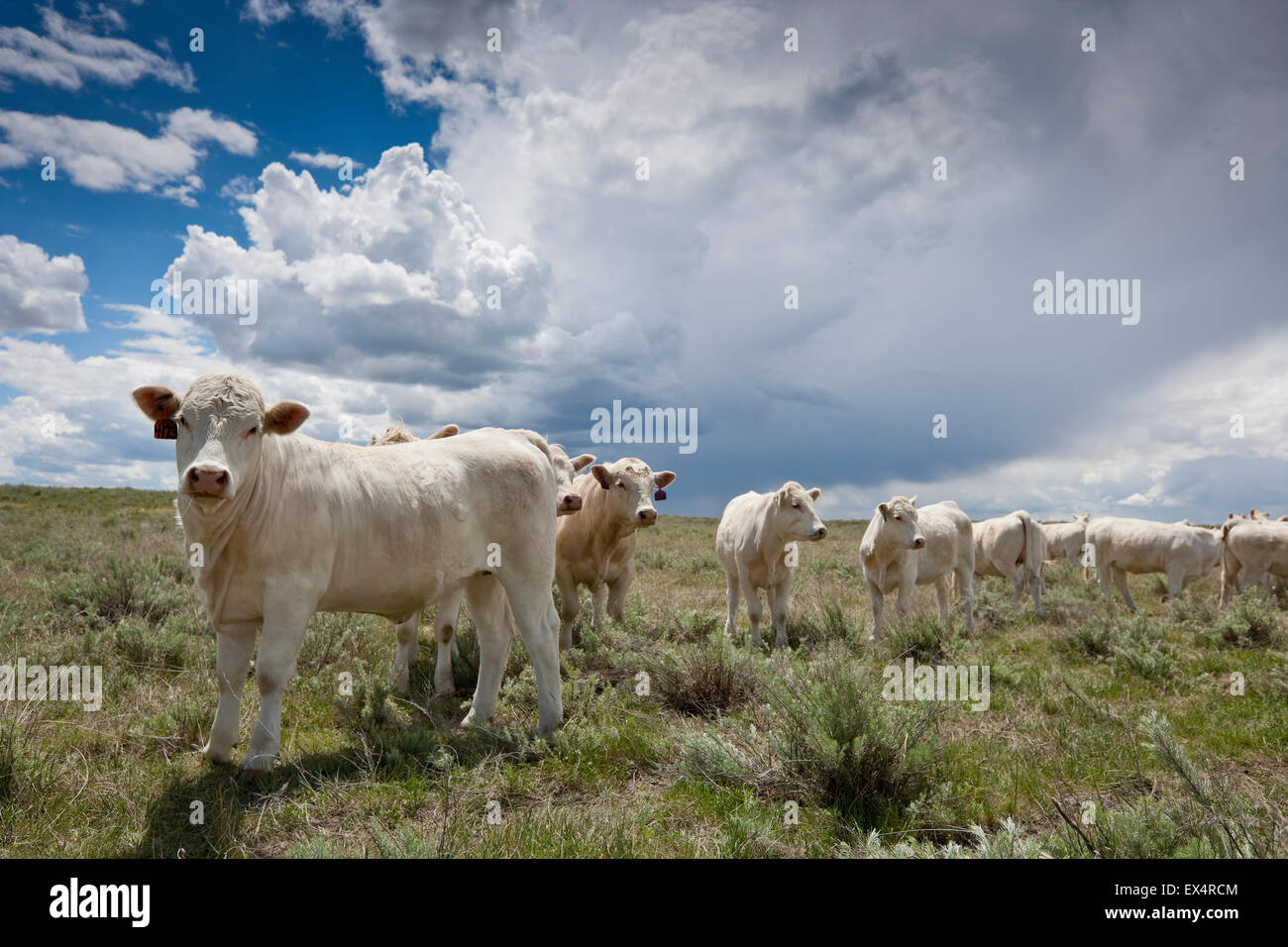 Breed of red white beef cattle hi-res stock photography and images - Alamy