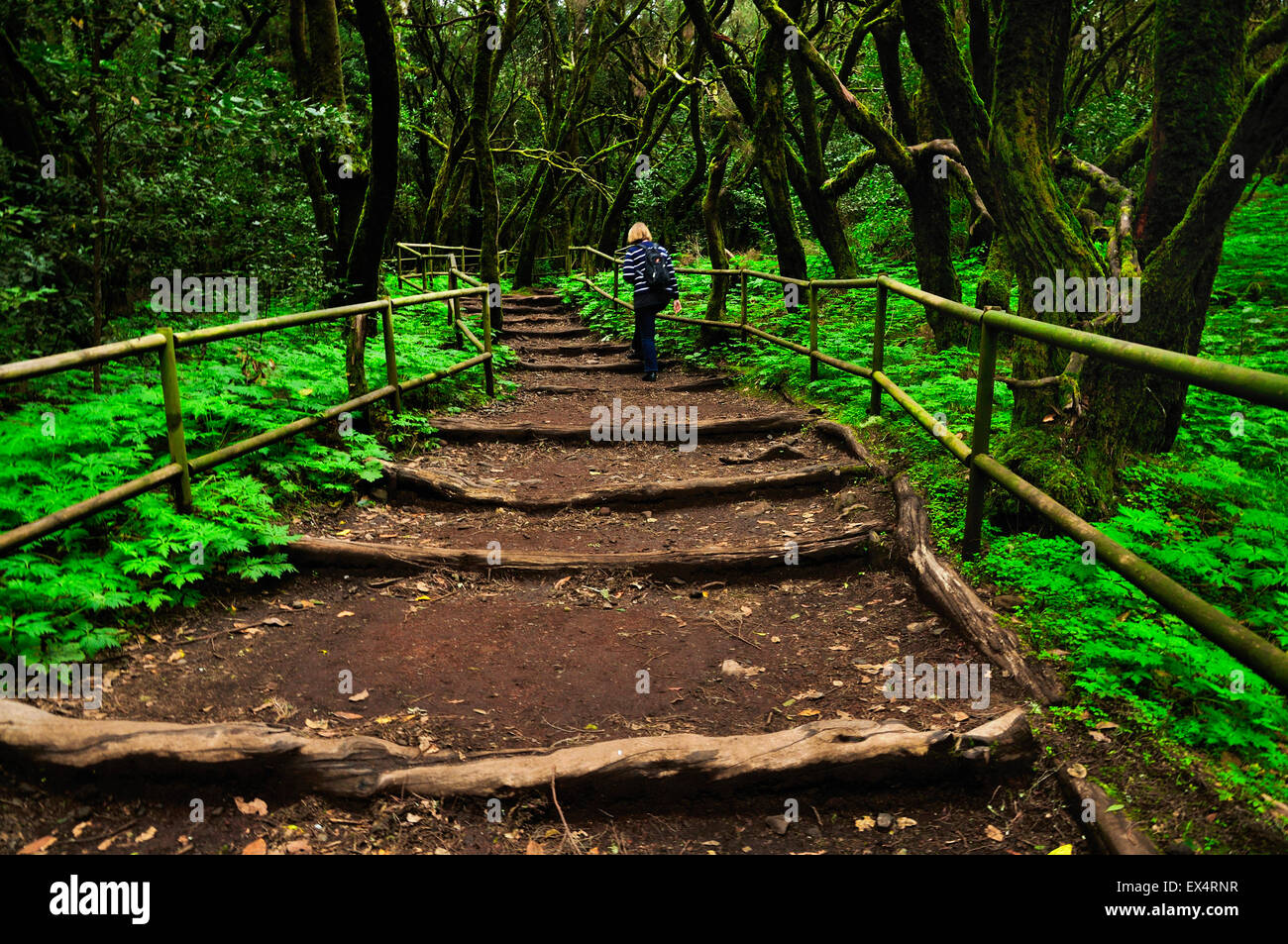 Garajonay National Park. La Gomera Island, Canary Islands, Spain Stock ...
