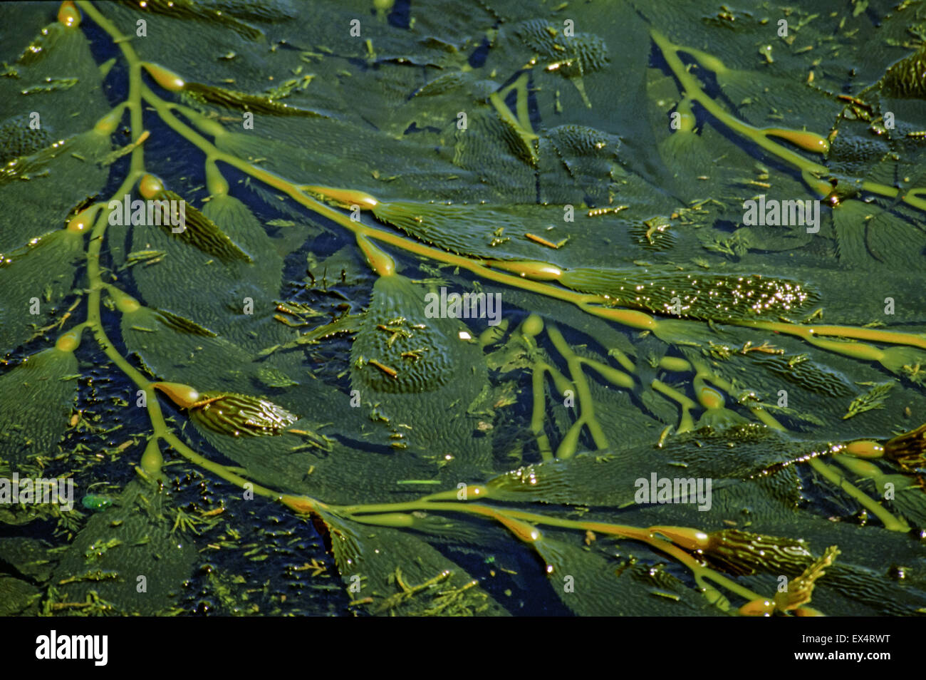 Giant Kelp (Macrocystis pyrifera) floating on the ocean near Point ...