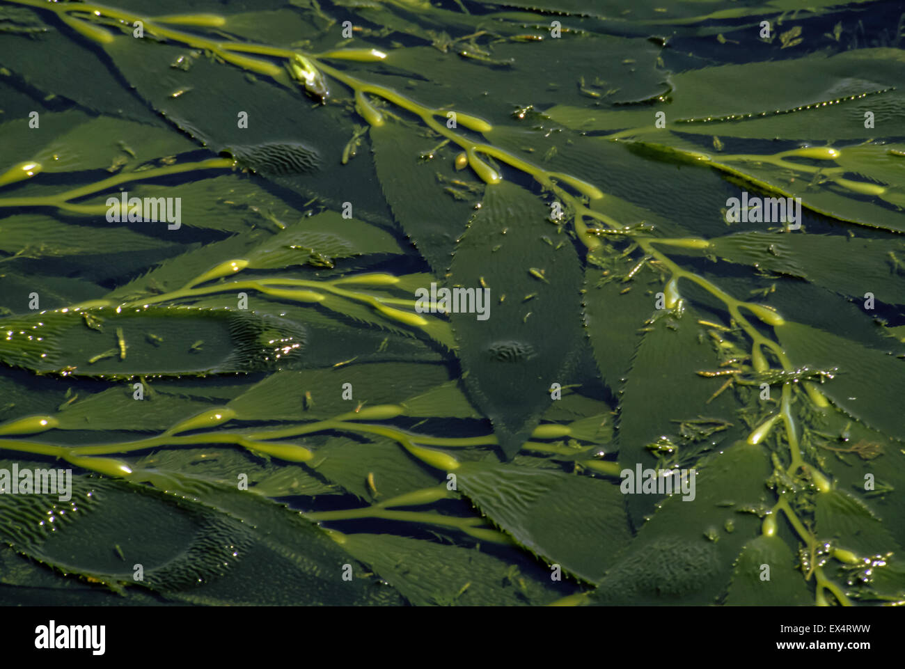 Giant Kelp (Macrocystis pyrifera) floating on the ocean near Point ...
