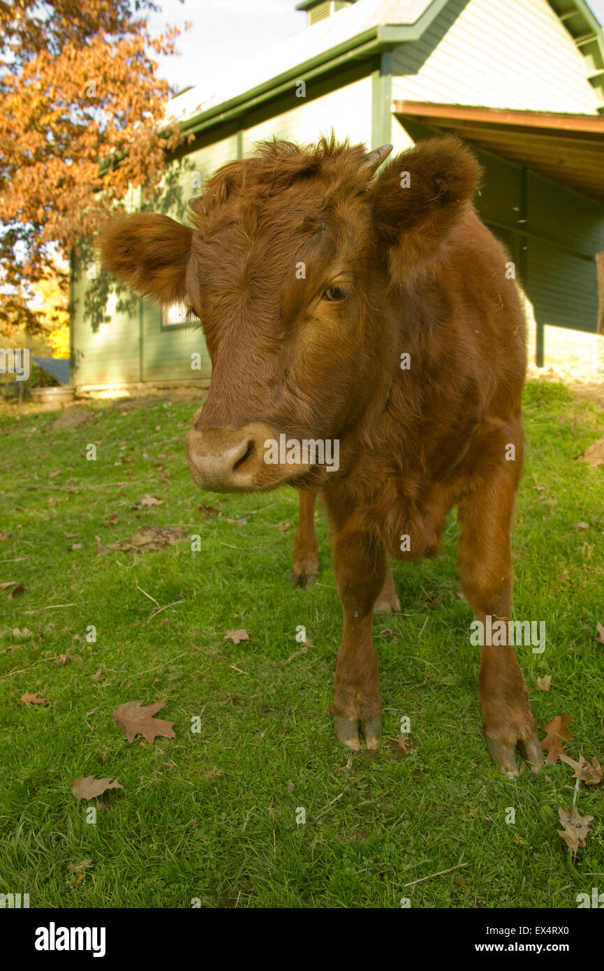 Dexter cow hi-res stock photography and images - Alamy