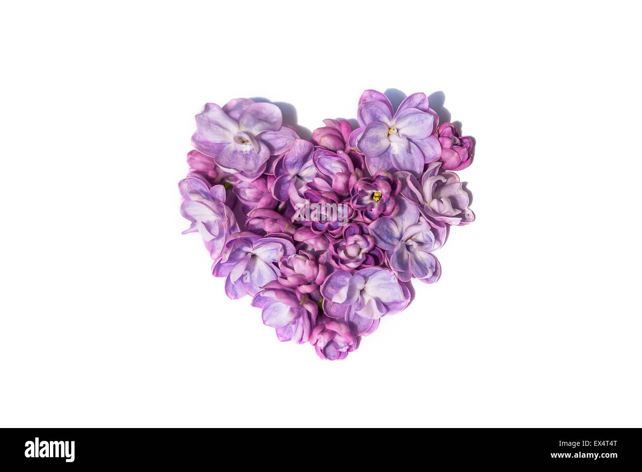 Lilac flowers heart isolated. White background Stock Photo - Alamy