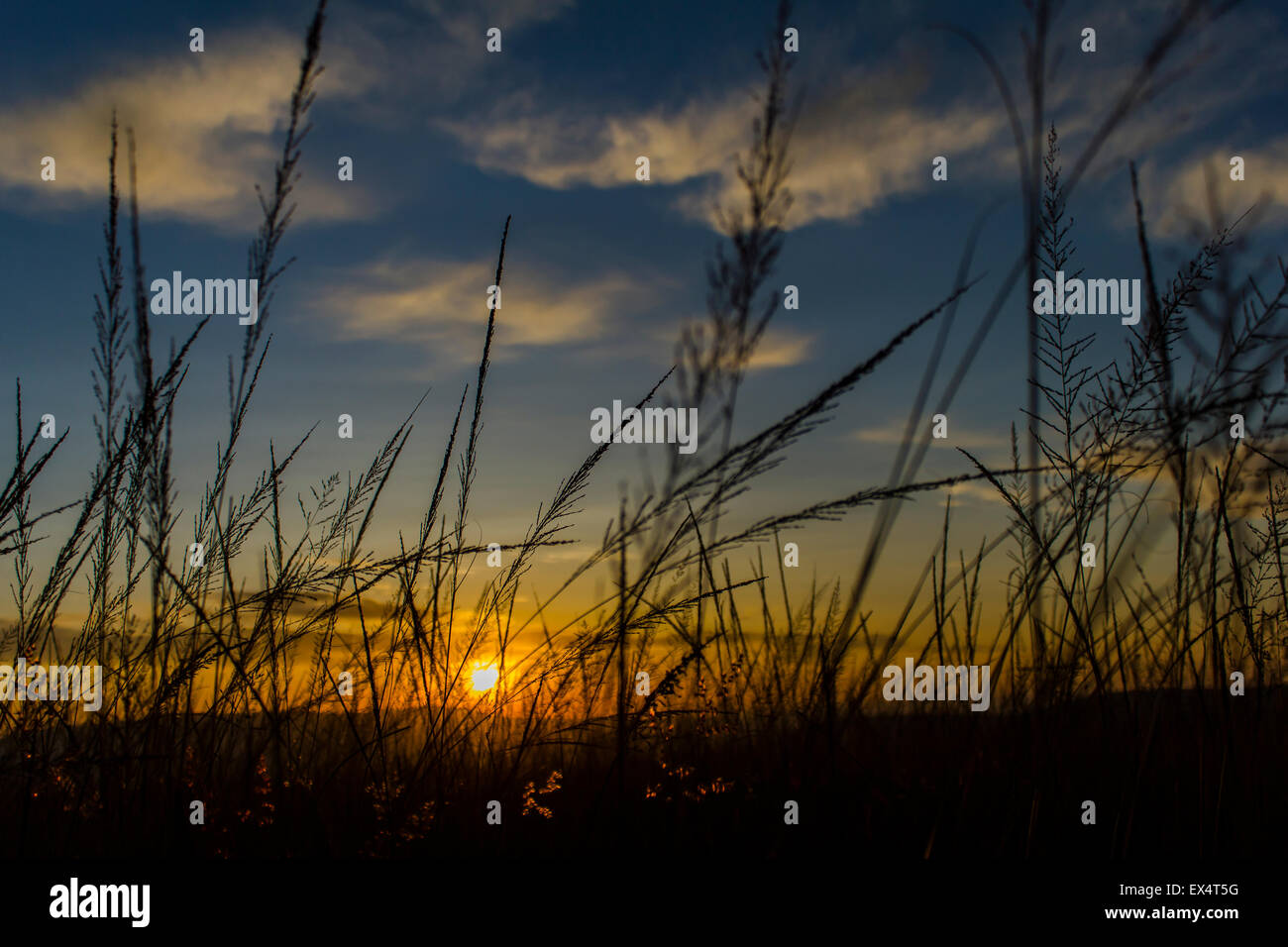 Dawn through grass field Stock Photo - Alamy