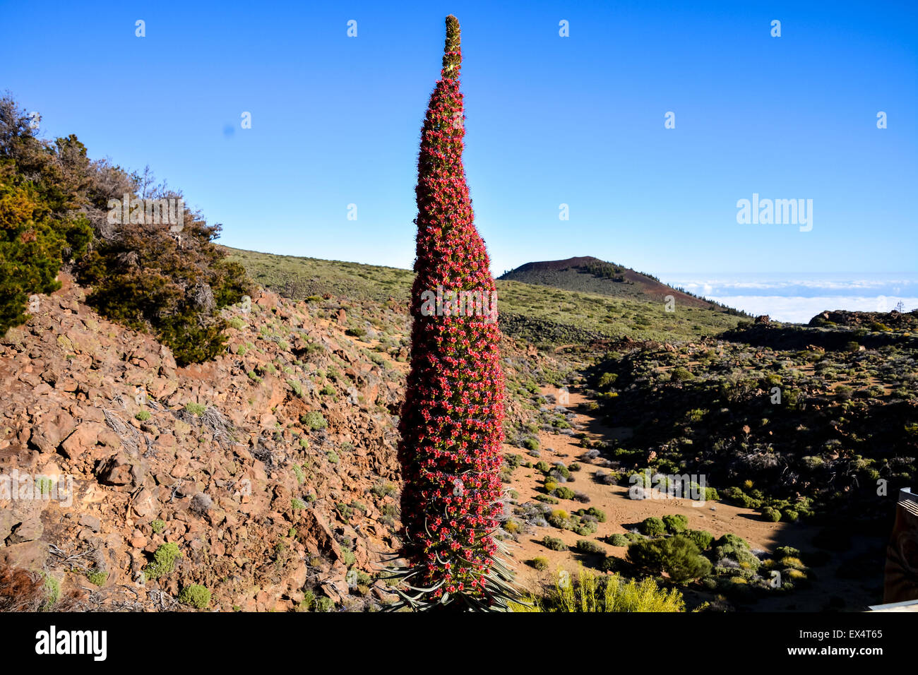 Tajinaste Flower of Tenerife Island Stock Photo - Alamy