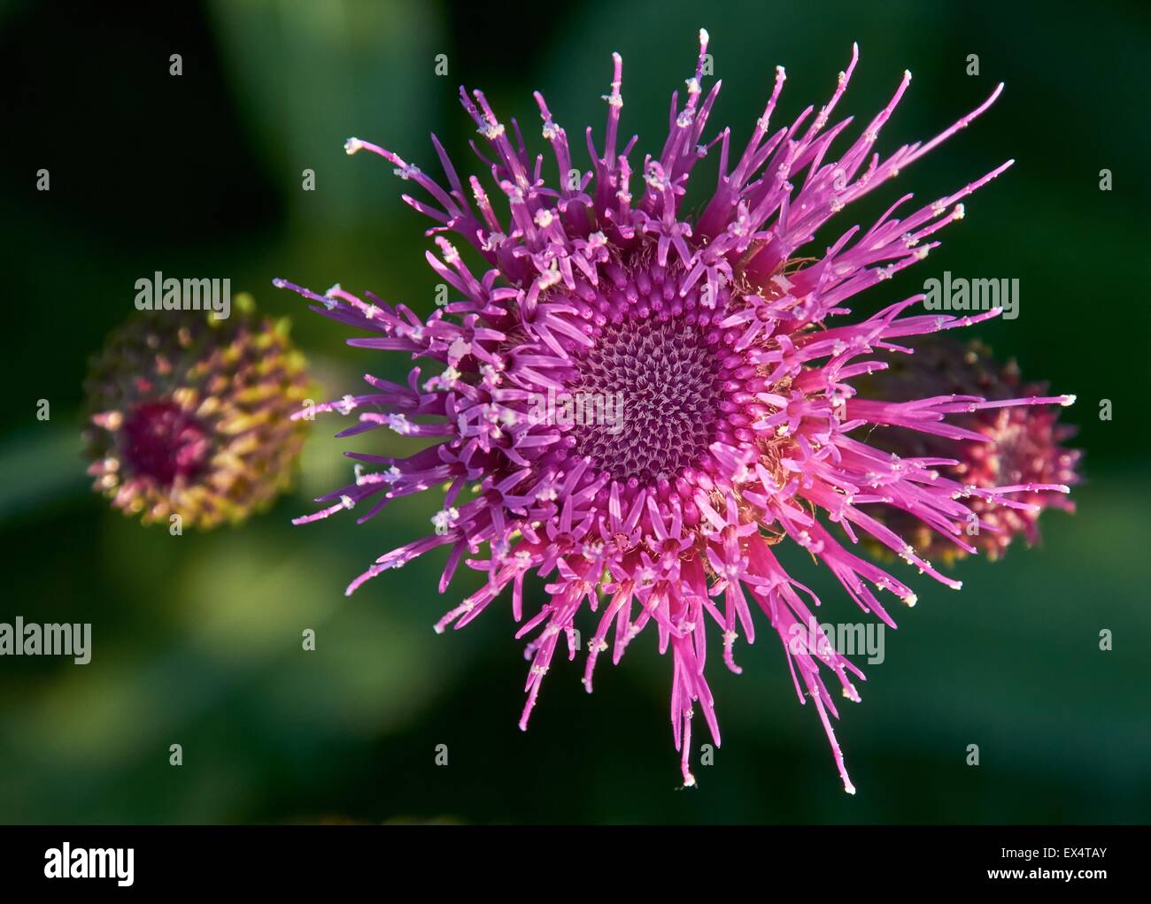 Pink thistle hi-res stock photography and images - Alamy