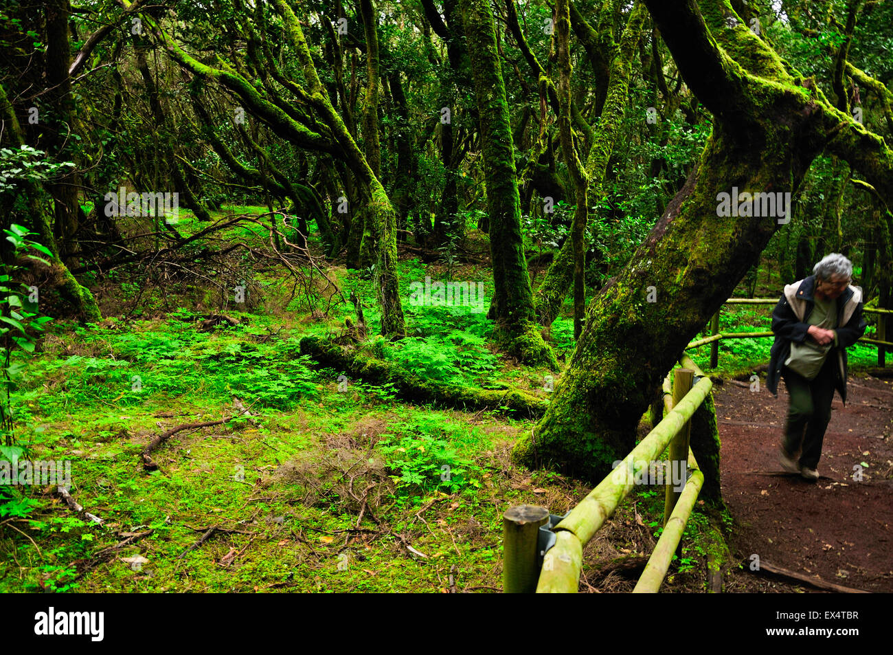 Garajonay National Park. La Gomera Island, Canary Islands, Spain Stock ...