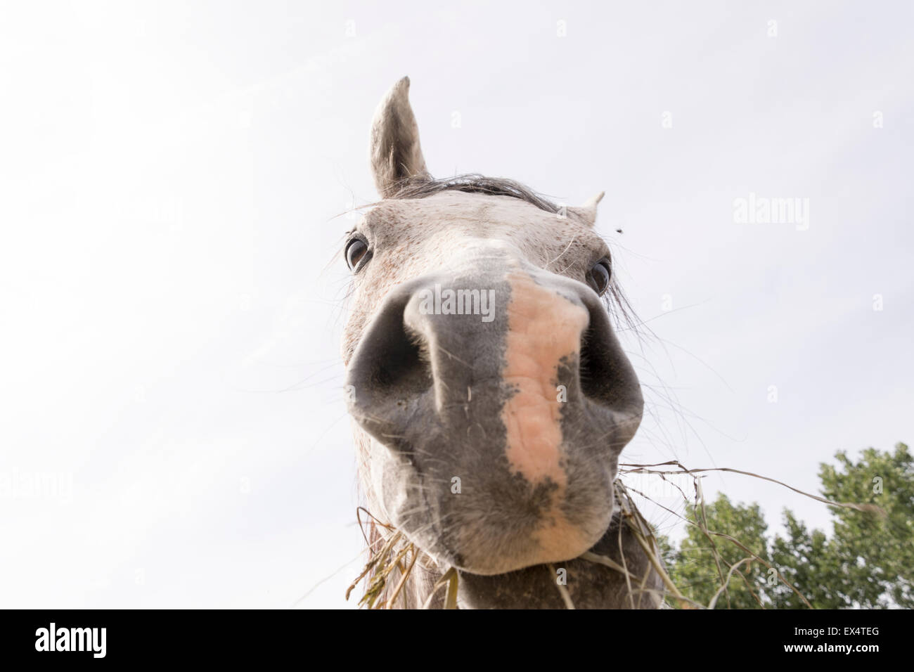 A horse eating some hay Stock Photo - Alamy