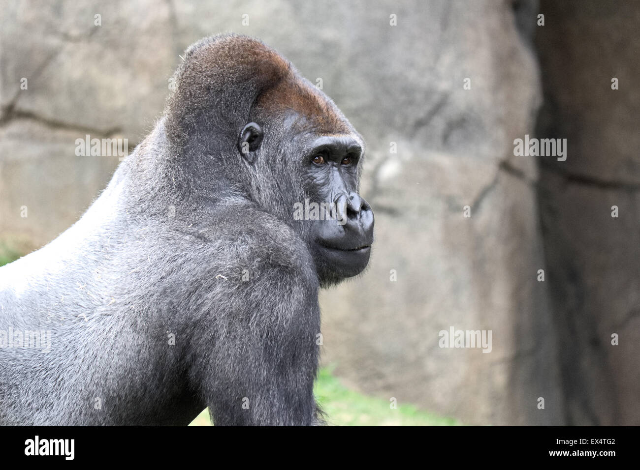 Monkey ape hi-res stock photography and images - Alamy