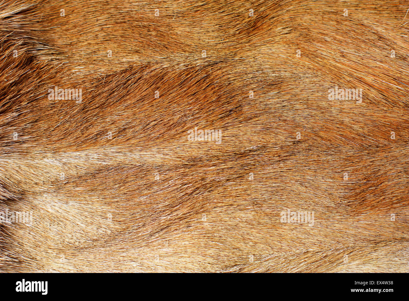 Impala rug hi-res stock photography and images - Alamy