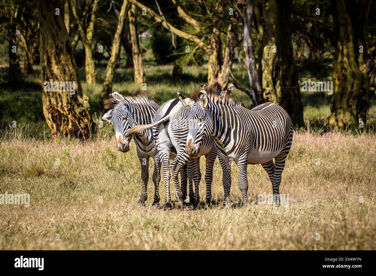 Endangered Black White Grevy's Zebras species (Equus grevyi), Lewa ...