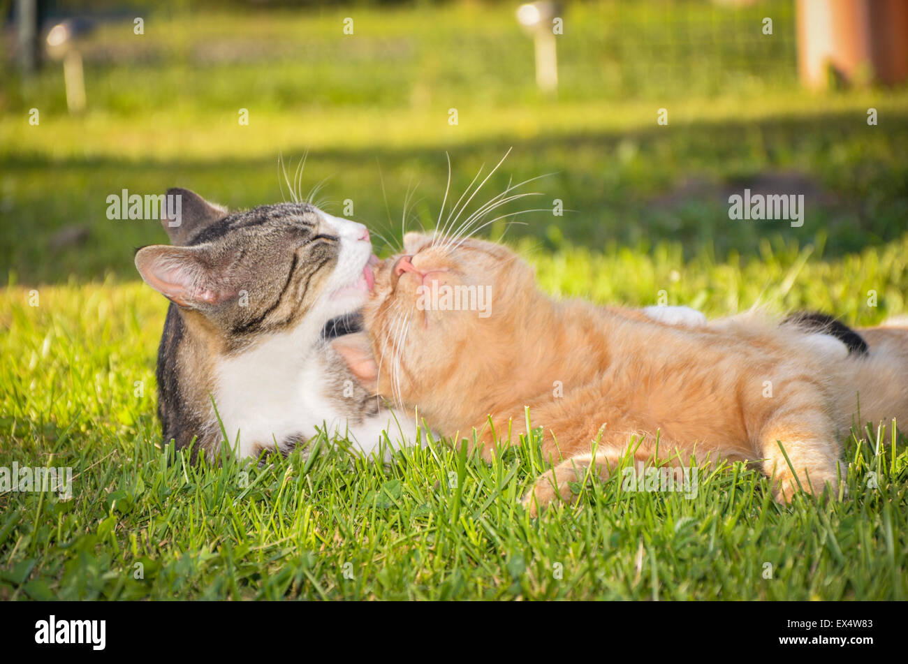 Playful Cats High Resolution Stock Photography and Images - Alamy