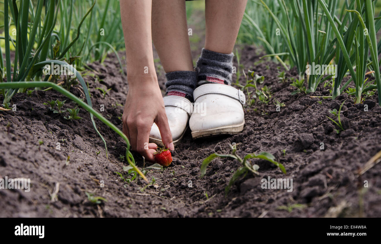 Strawberry picking strawberry hi-res stock photography and images - Alamy
