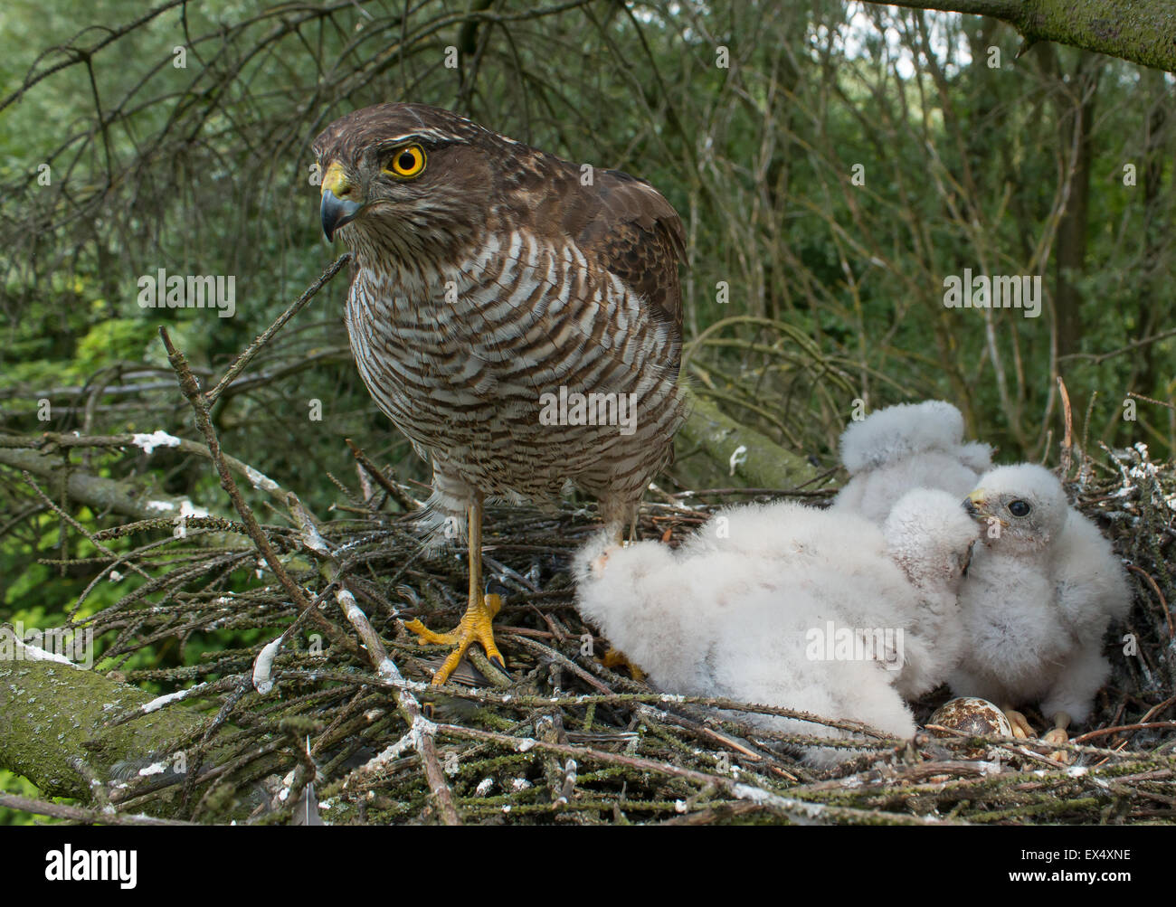 Sparrowhawk Nest Uk Hi res Stock Photography And Images Alamy Sparrowhawk Nest Uk Hi res Stock Photography And Images Alamy
