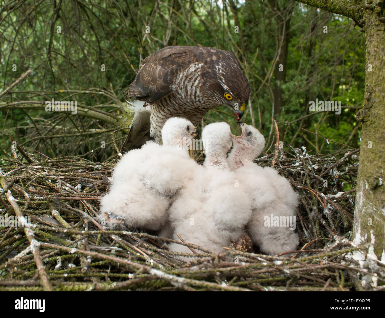 sparrowhawk feeding young Stock Photo - Alamy