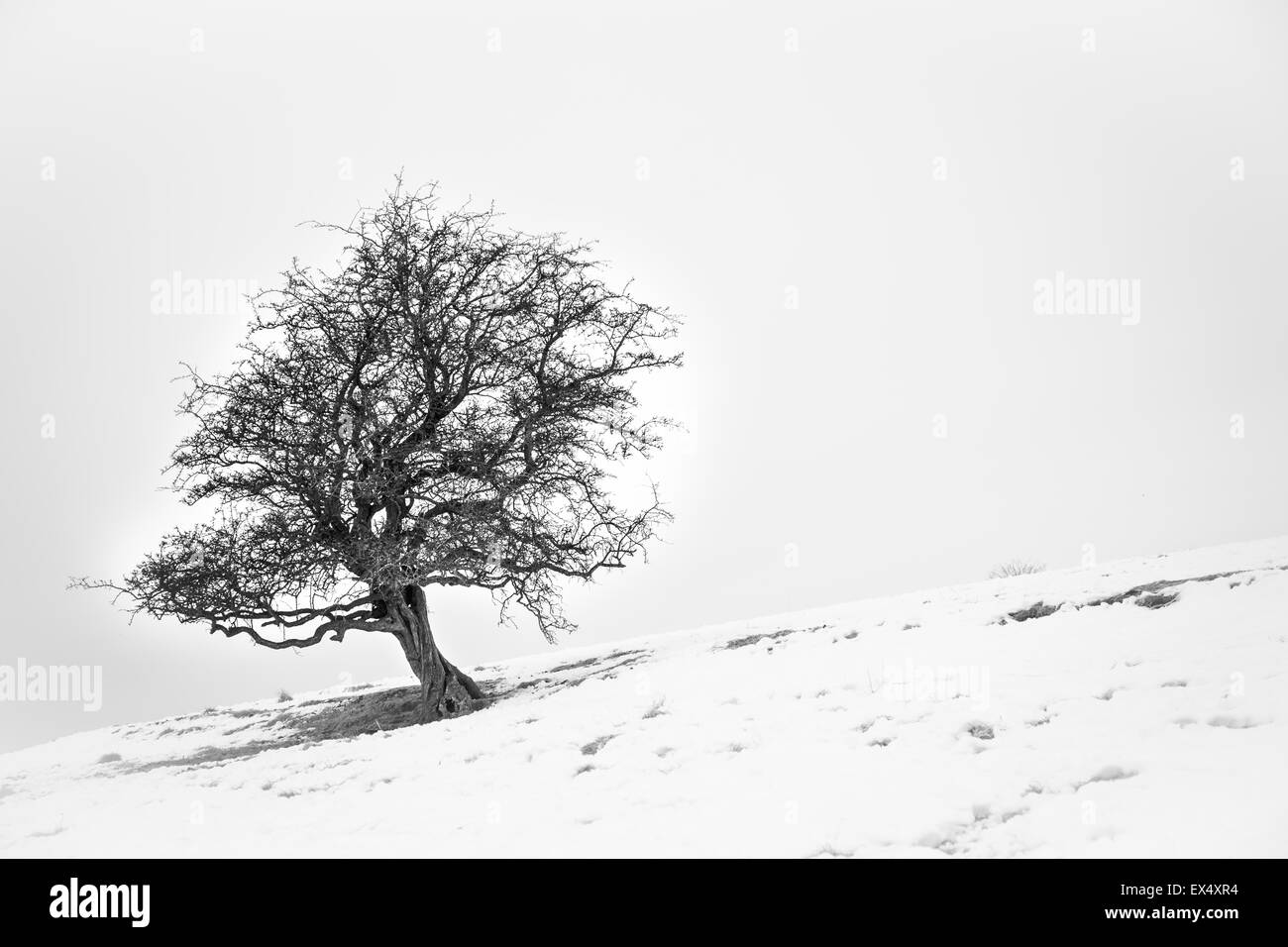 Hawthorn tree winter hi-res stock photography and images - Alamy
