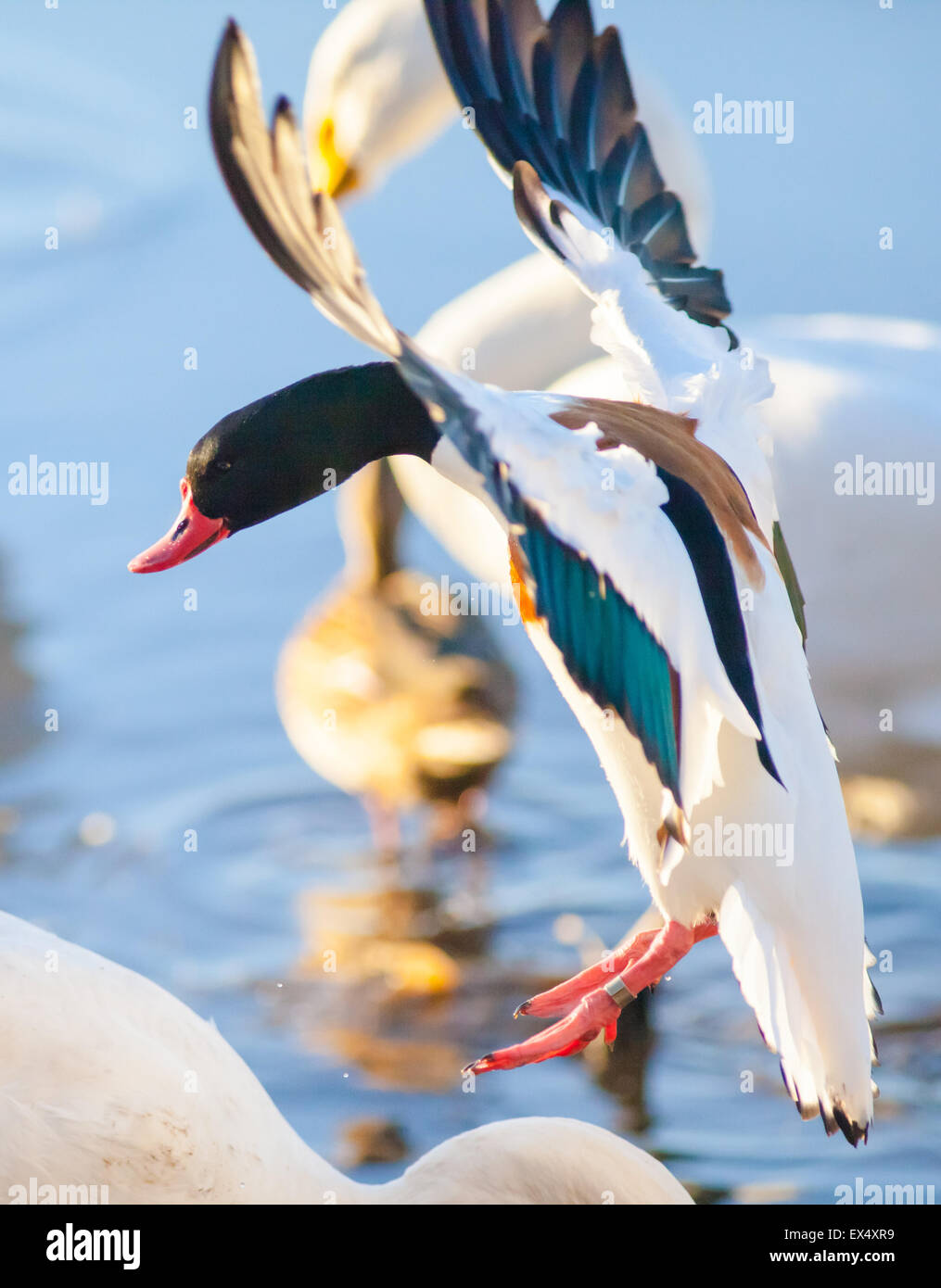 Shelduck in flight Stock Photo - Alamy