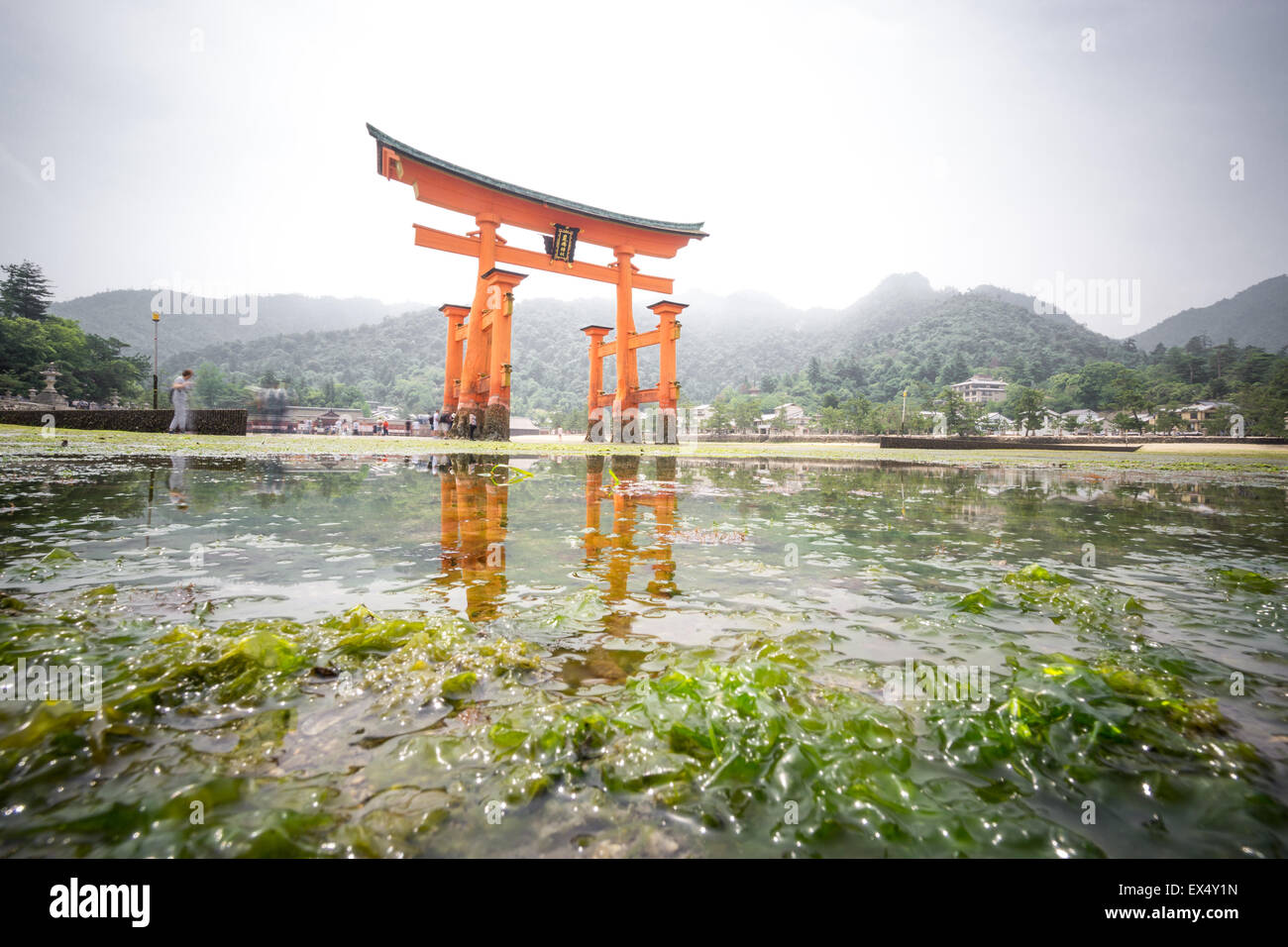 Miyajima, Floating Torii gate, low tide, Japan Stock Photo - Alamy