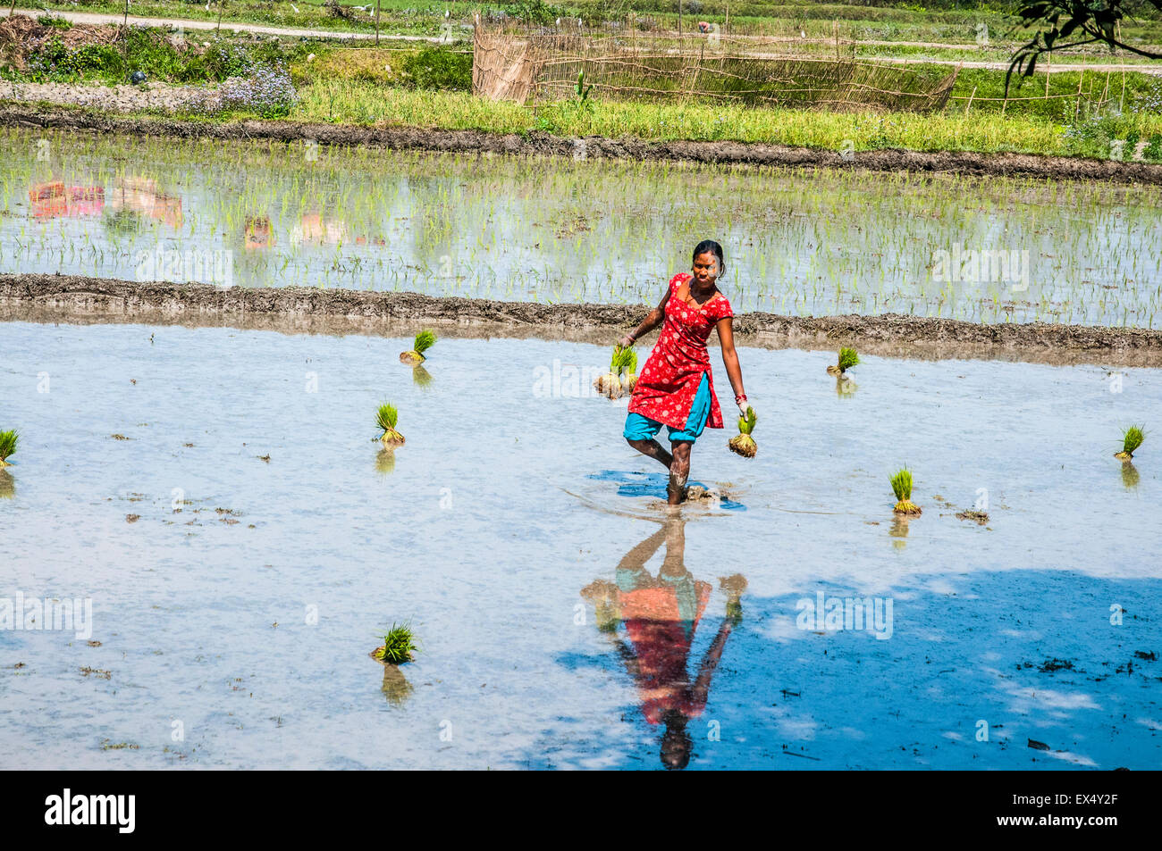 Woman plants rice in a rice paddy. Photographed in Chitwan national ...